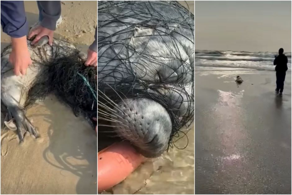 Netoli Preilos – ruoniuko gelbėjimo operacija