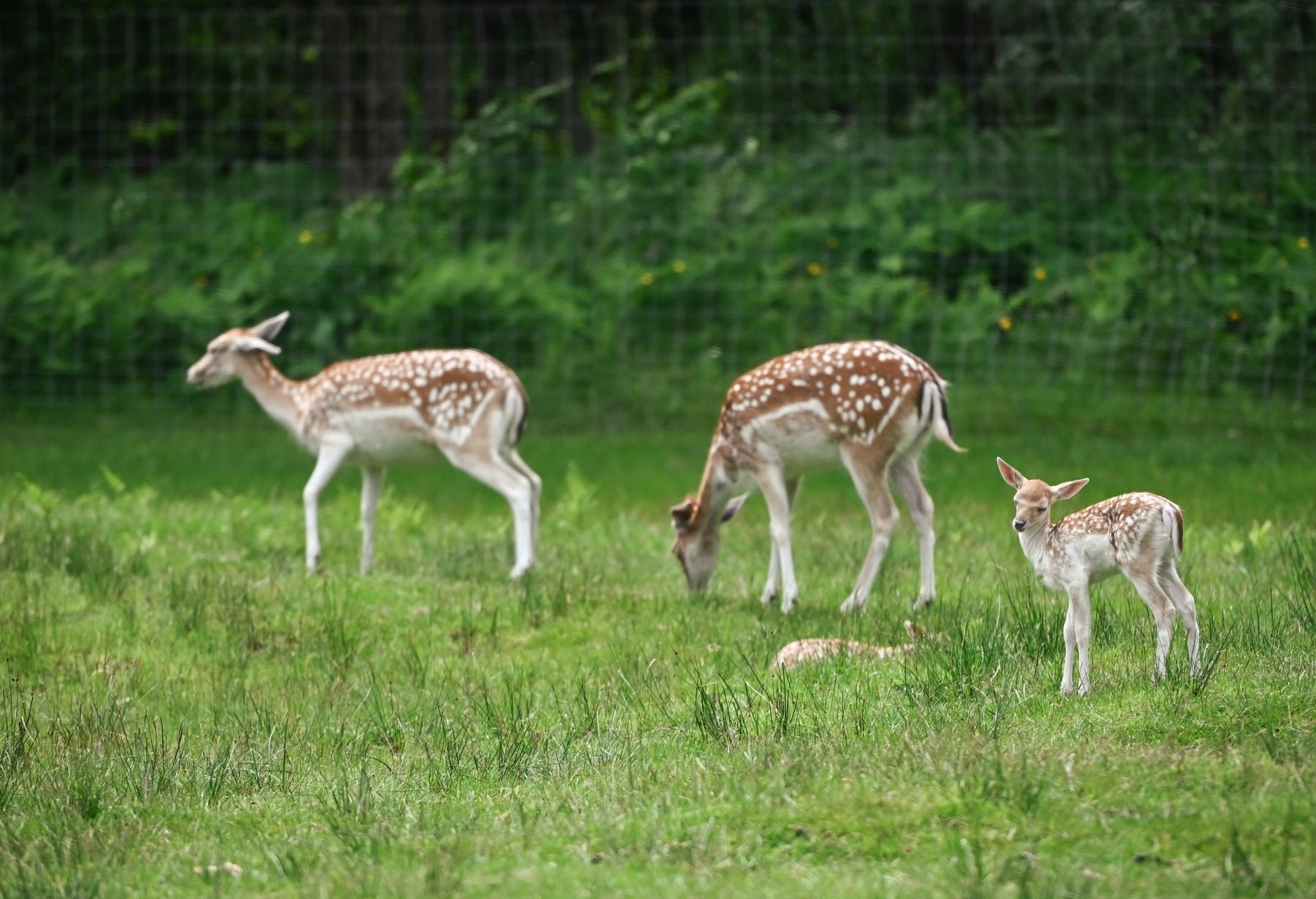 Perlinių danielių parkas šaukiasi pagalbos: kiek ilgai gyvūnai išbus be ...