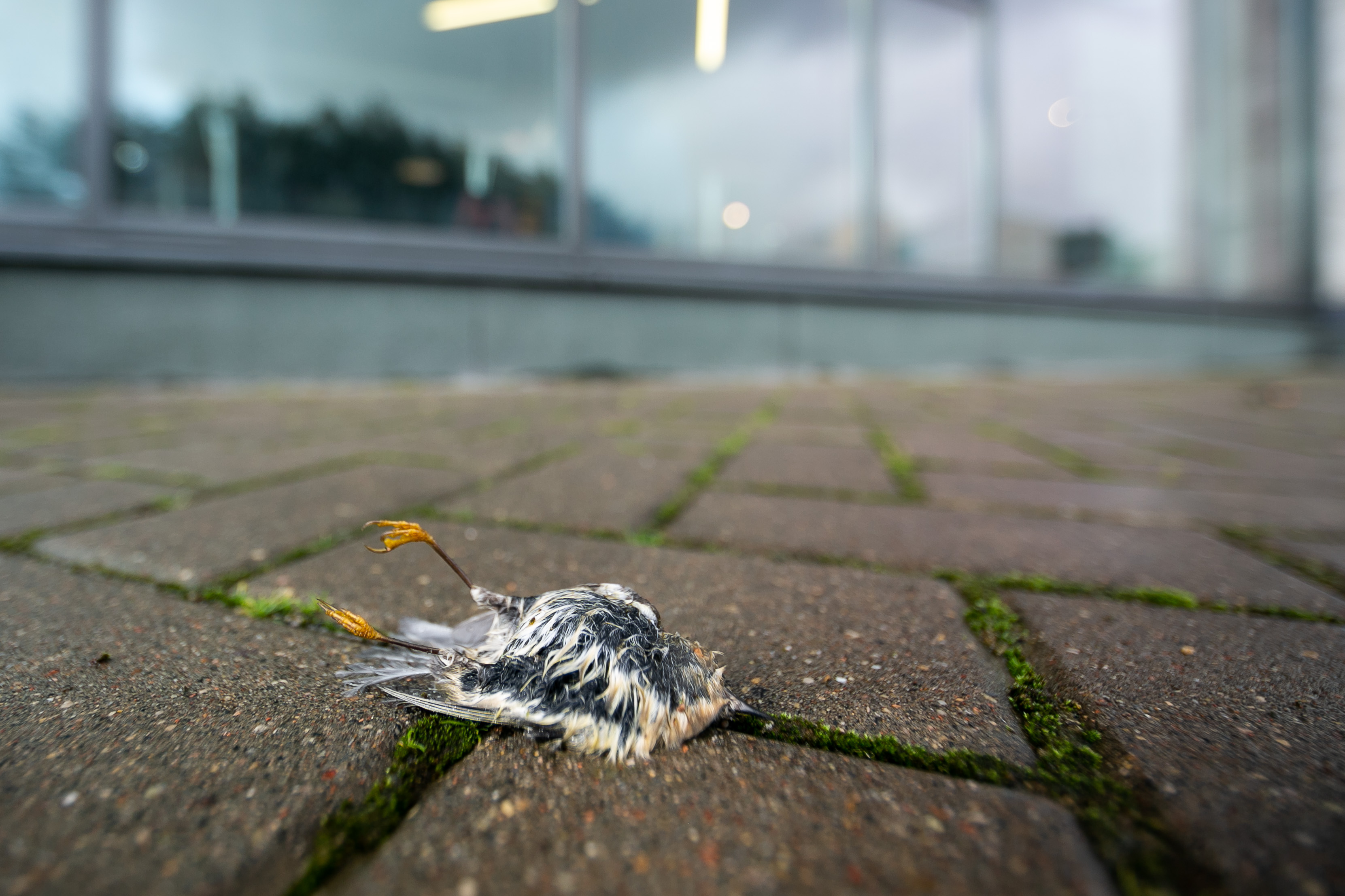 Socialiniuose tinkluose – šimtų žuvusių paukščių nuotraukos: kas nutiko?