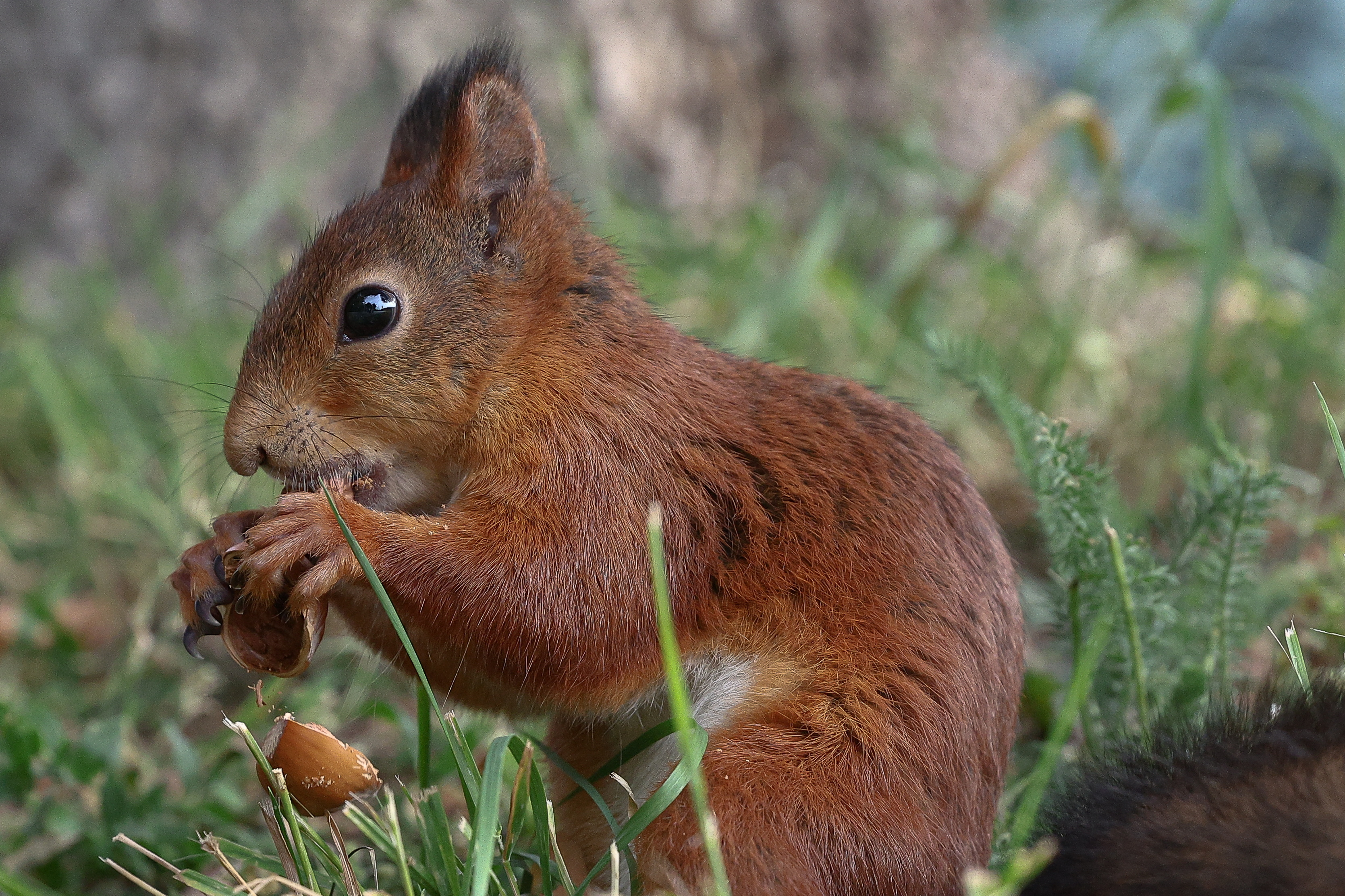 Medžiotojas paauglį palaikė vovere ir jį nušovė