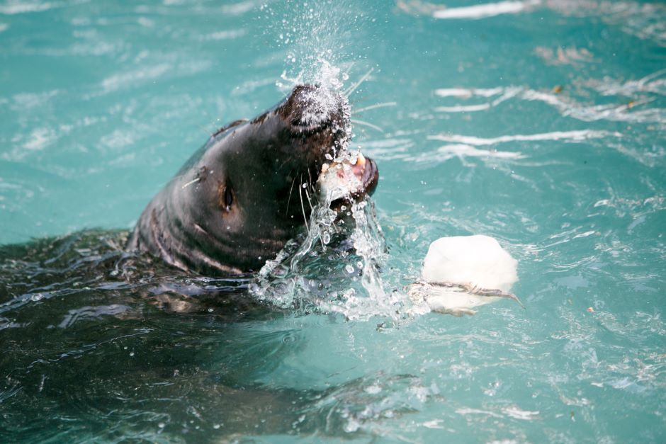 Žiniasklaida: pajūryje – negyvų ruonių antplūdis