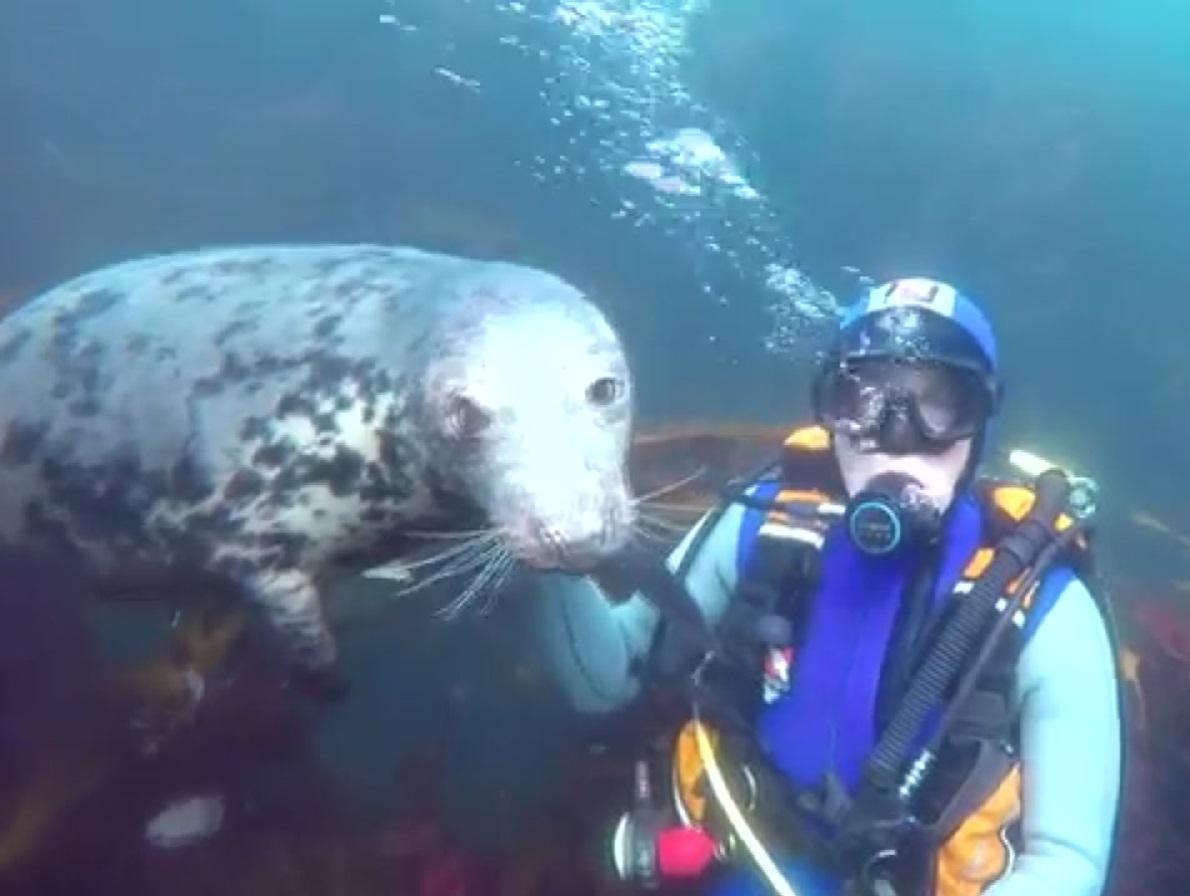 Ruonis norėjo žaisti