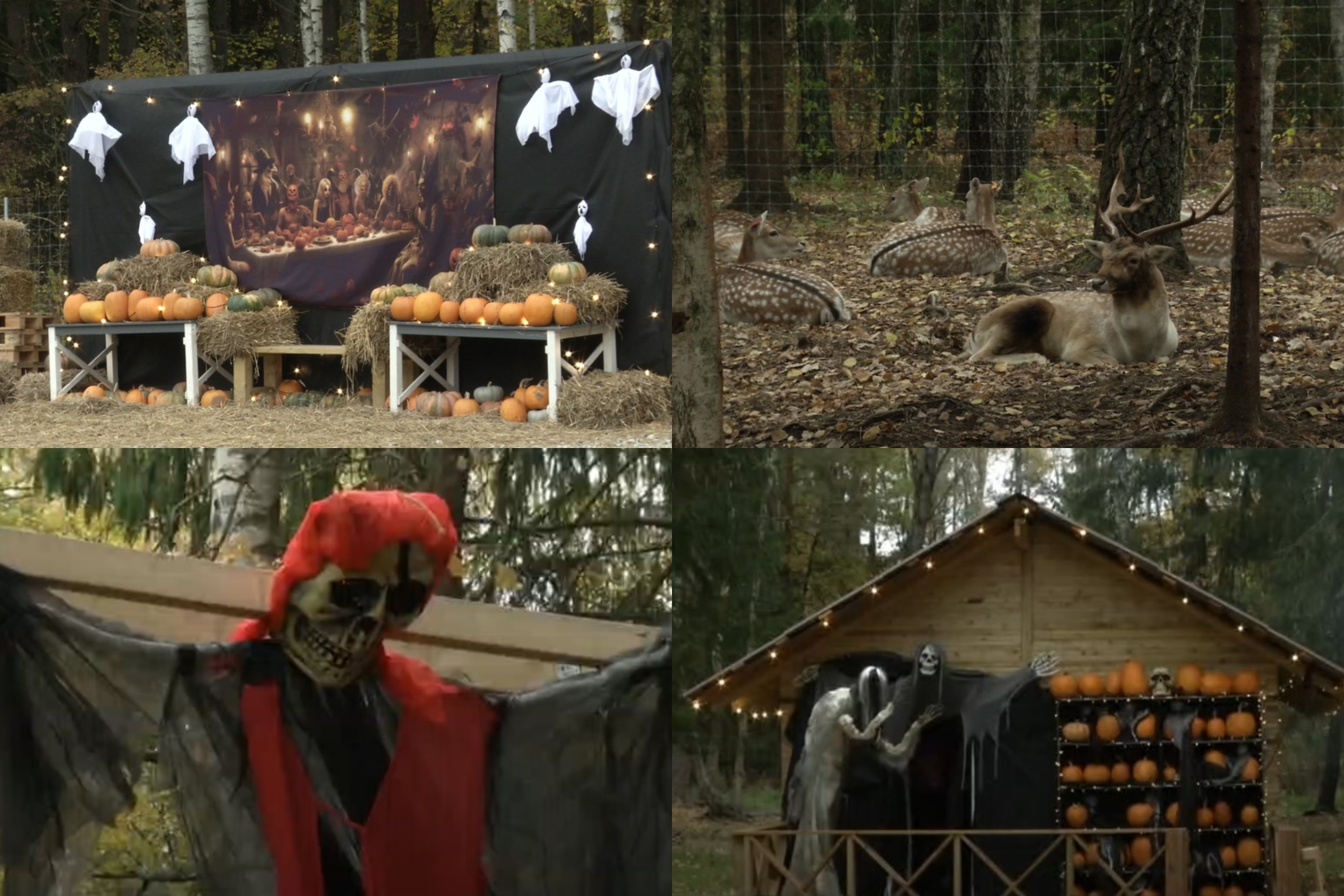 Helovinas gali būti ir baisiai mielas: šioje vietoje zombiai puikiai ...