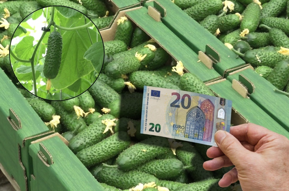 Agurkai – prabangos prekė: kainos šokiruoja pirkėjus